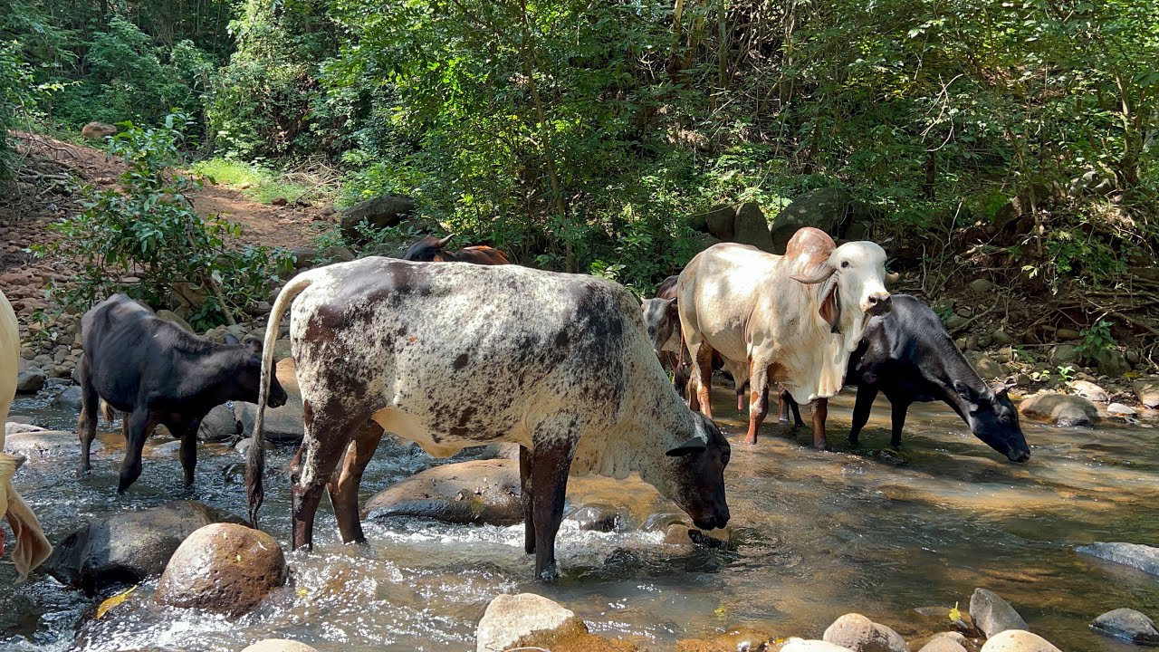 Éste es el último día de las vacas en estos potreros así se despiden 😱 ...