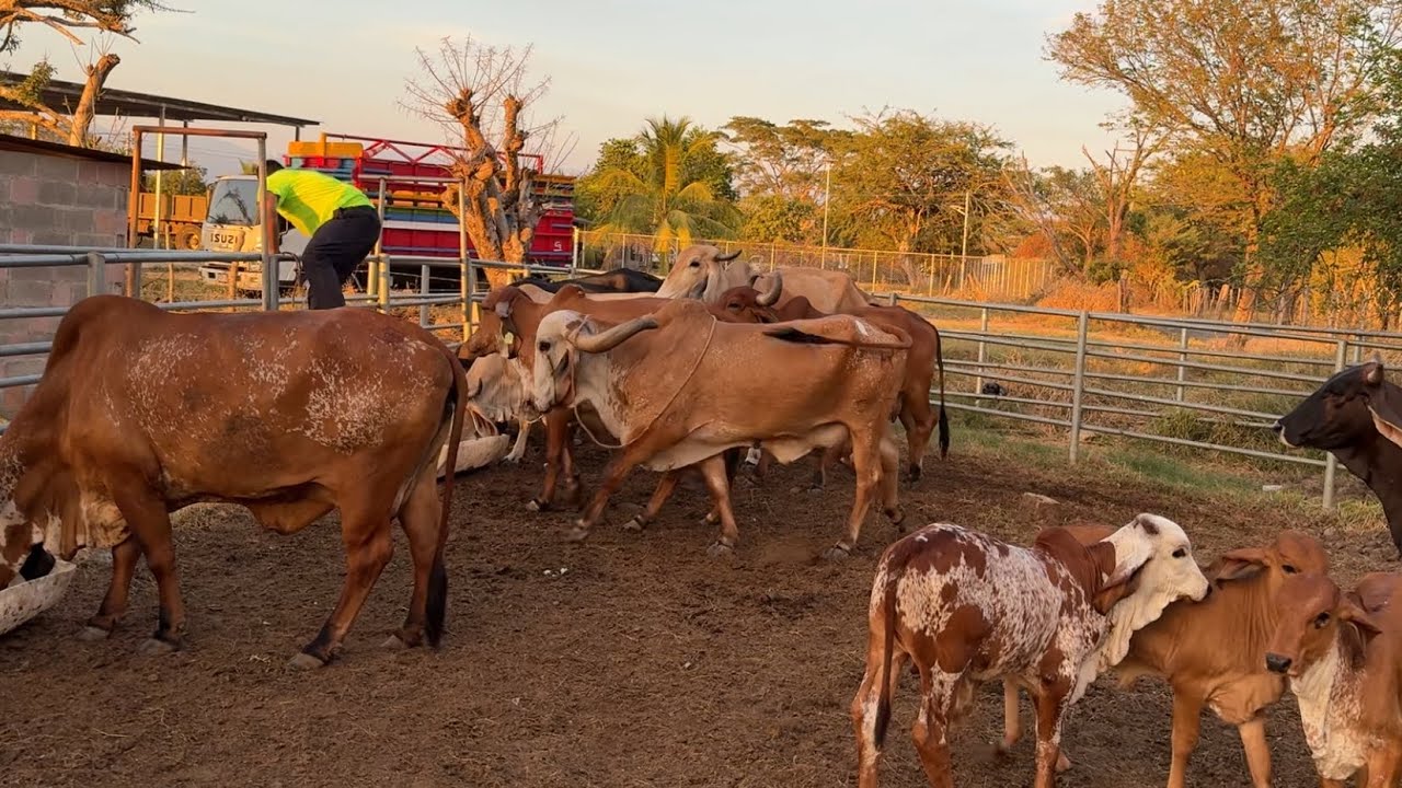 Mira la máscara ya es un nuevo animal - YouTube