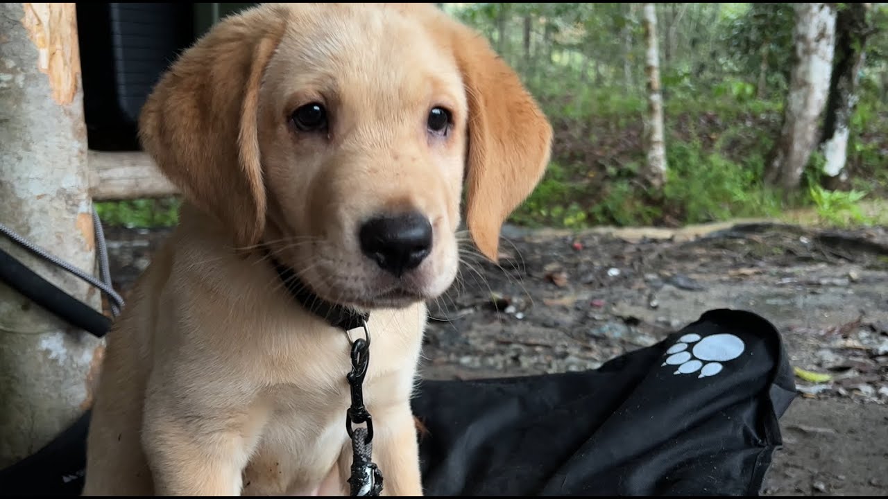 1st Camping With My 13 Weeks Old Labrador Puppy - YouTube