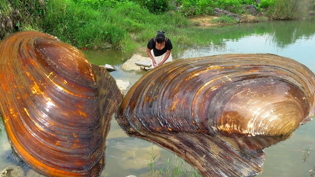 Teenager's Stunning Discovery: A Clam Full of Glittering Treasures in ...