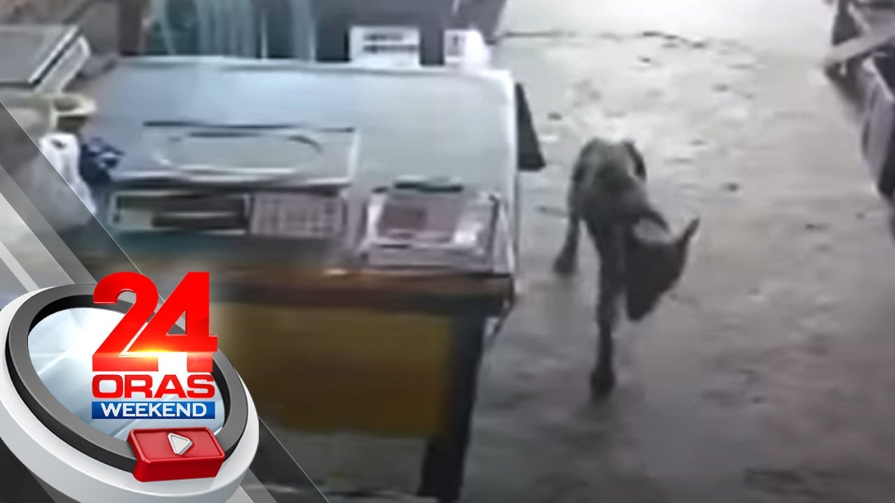14 na tao, sugatan matapos kagatin ng isang asong may rabies | 24 Oras Weekend - YouTube