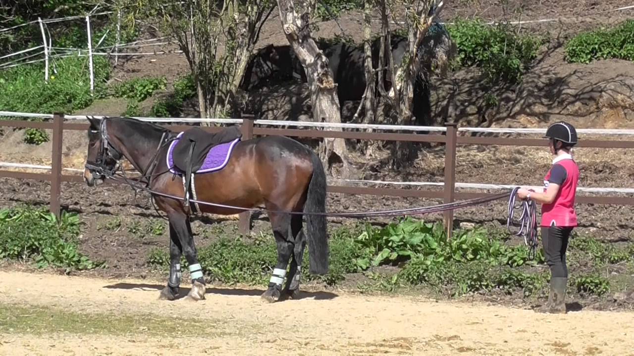 Darcy long reining - YouTube
