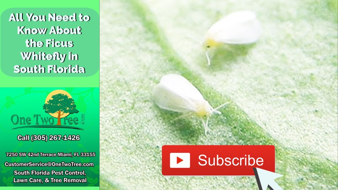 All You Need To Know About The Ficus Whitefly in South Florida | One ...