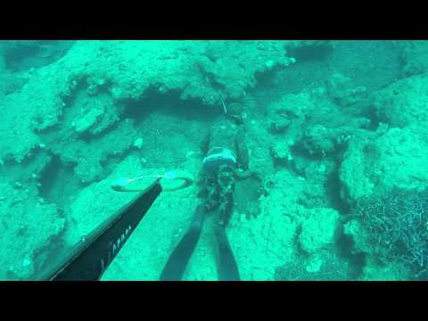Orfoz lahoz grida zuber şekilleri akdeniz taslari