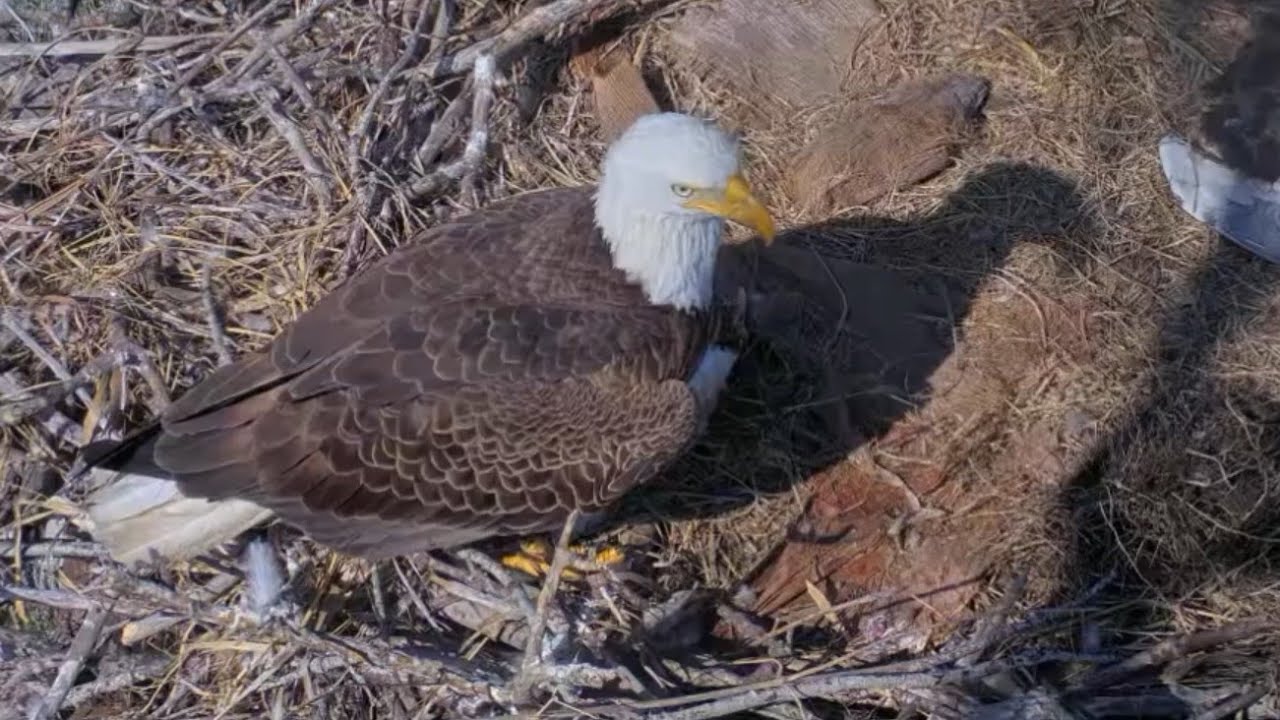 Clive brings prepared Striped Mullet | Captiva Eagle Cam | Feb 3, 2025 ...