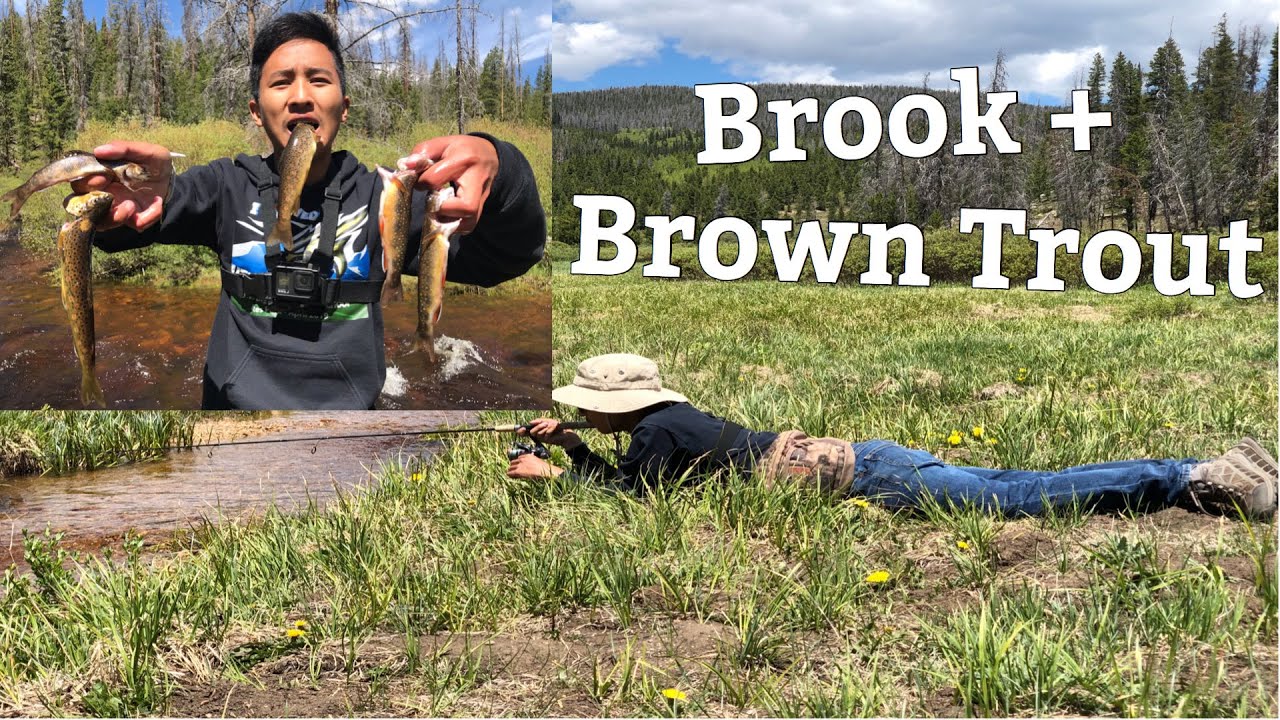 Mountain Stream Fishing | (Beautiful) BROOK Trout Fishing - YouTube