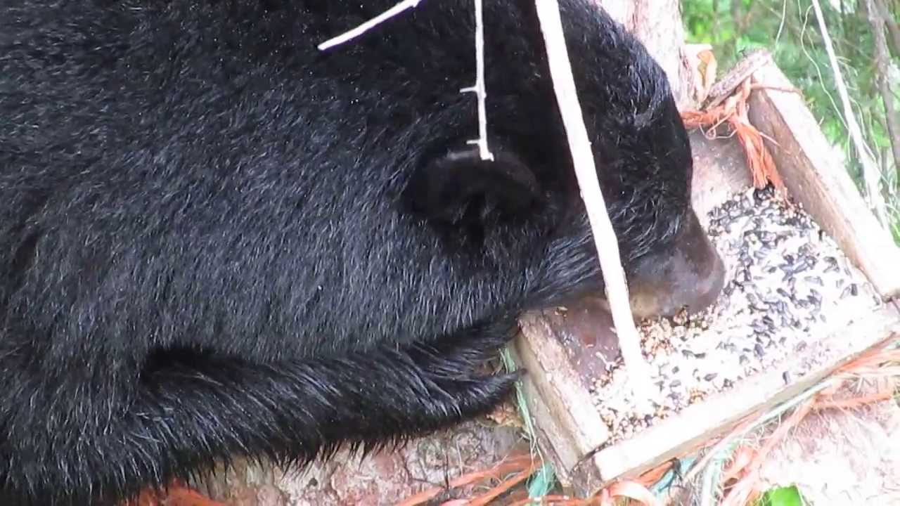 Black bear eating squirrel´s food from a tree // Oso negro comiendo la ...