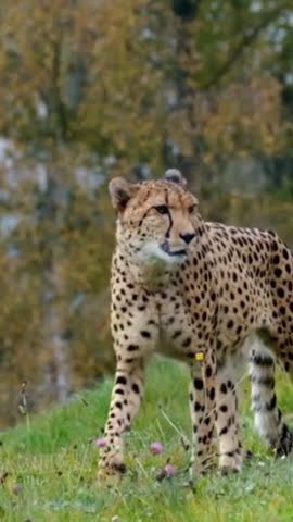 Cheetah Chronicles: Nature's Speed Demon 🐆 - YouTube