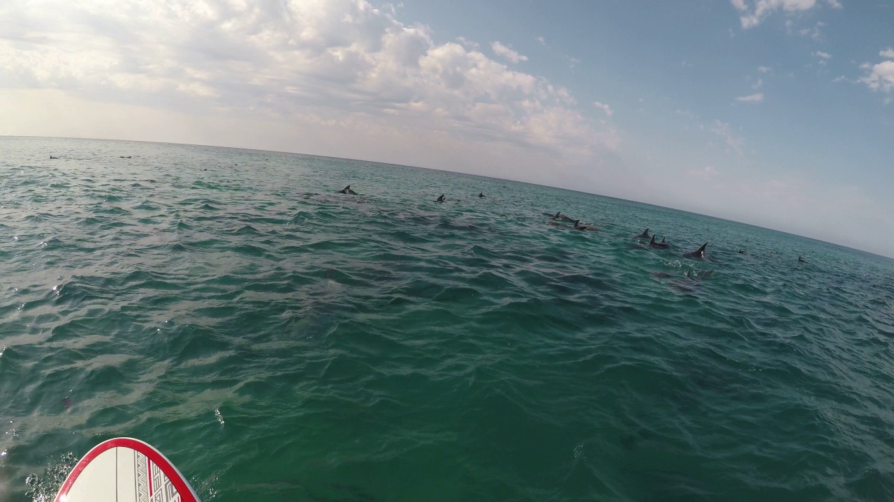 Dolphins at Pipe PE SUP 4K - YouTube