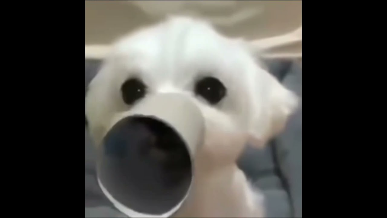Dalgom Lisa's very very best friend 🤣 - YouTube