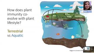 Ksenia Krasileva: The evolution of plant immune system