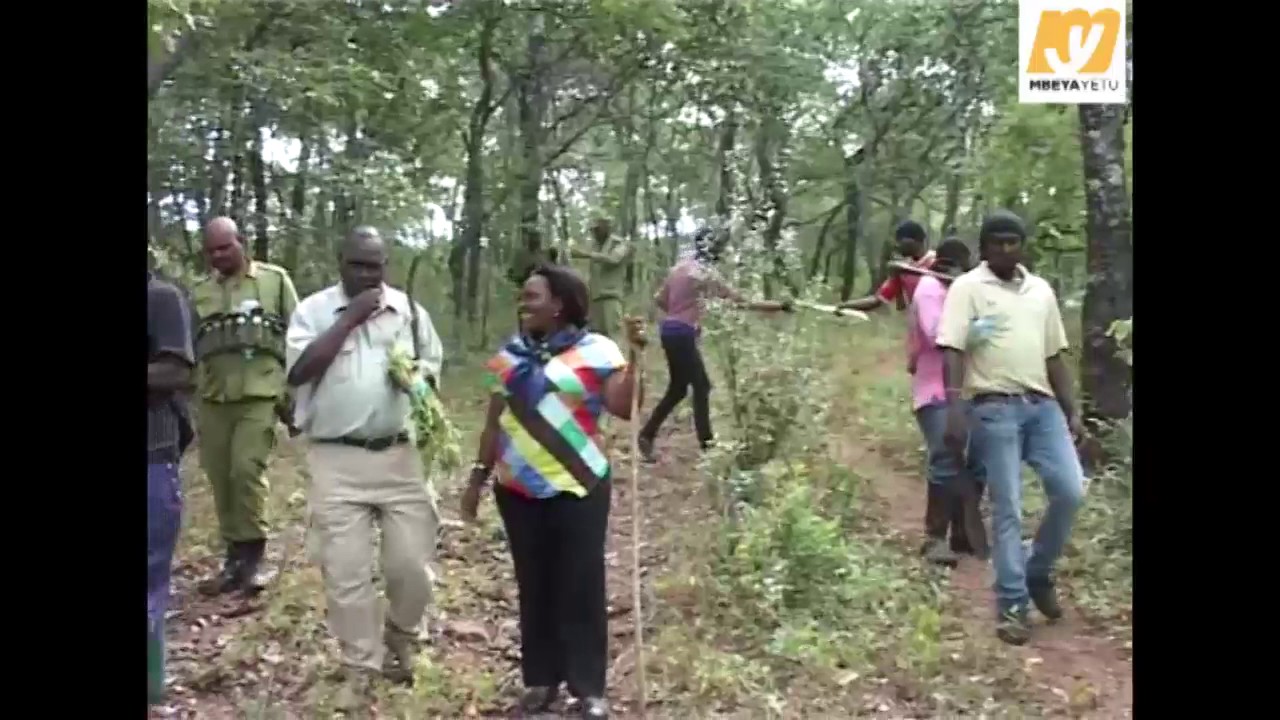 Bangi yakutwa imelimwa Hifadhi ya misitu ya mlima Mbeya - YouTube