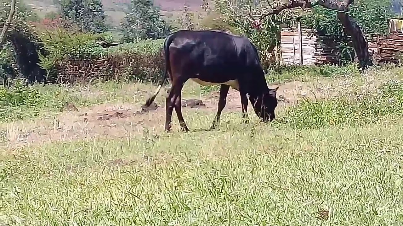 Talking Cow - YouTube