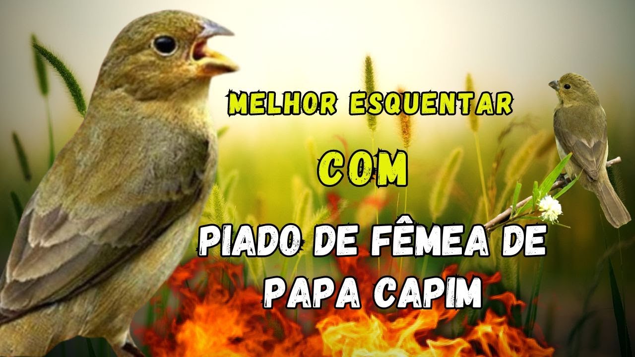 MELHOR PIADO DE FÊMEA DE PAPA CAPIM PRA ESQUENTAR SEU PAPA CAPIM FRIO ...