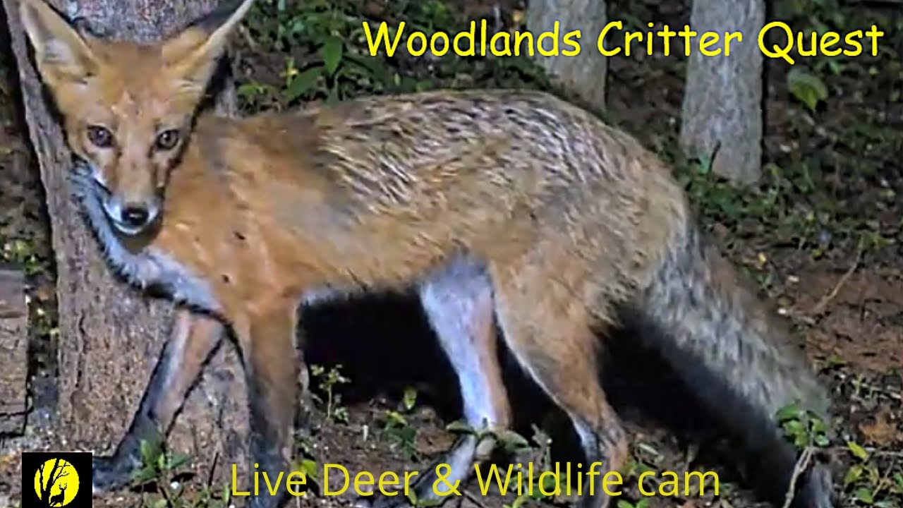 Live Deer & Wildlife Cam - YouTube