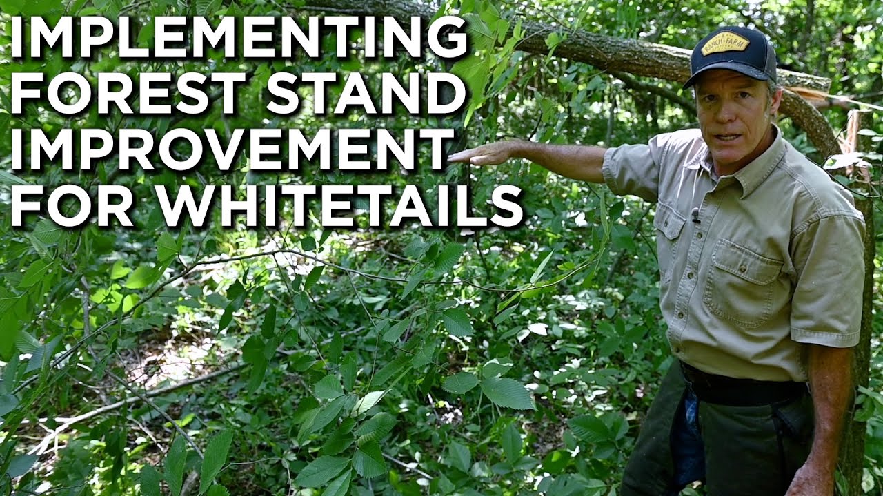 IMPLEMENTING Forest Stand Improvement For Whitetails With Dr Craig implementing-forest-stand-improvement-for-whitetails-with-dr-craig