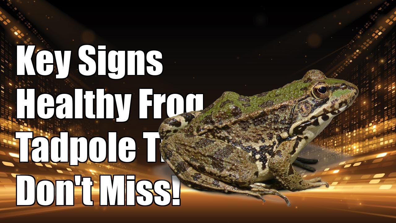 Don't Miss These Key Signs of a Healthy African Dwarf Frog Tadpole ...