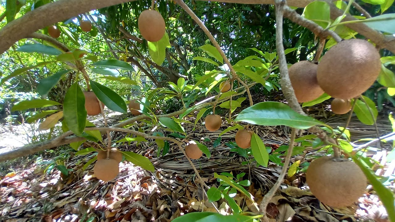 Sapoti (sapota) enxertada produzindo fruta interessante de sabor único ...