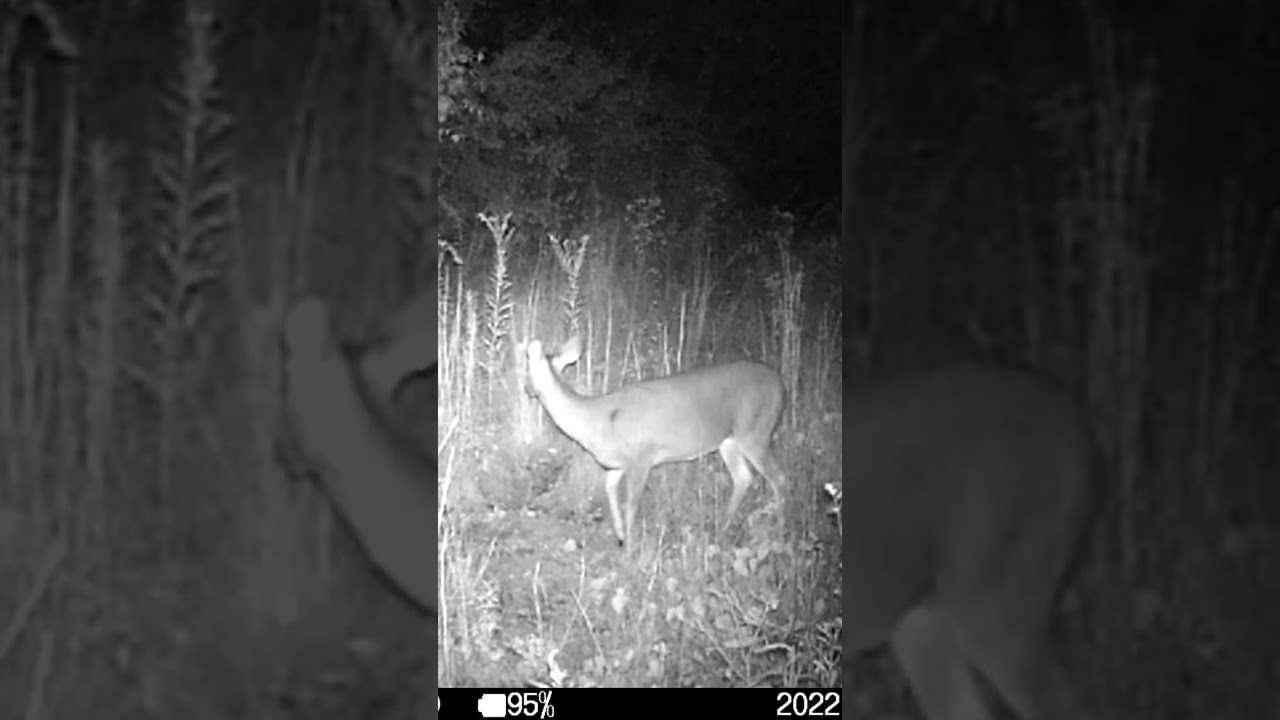 Pretty doe! - YouTube