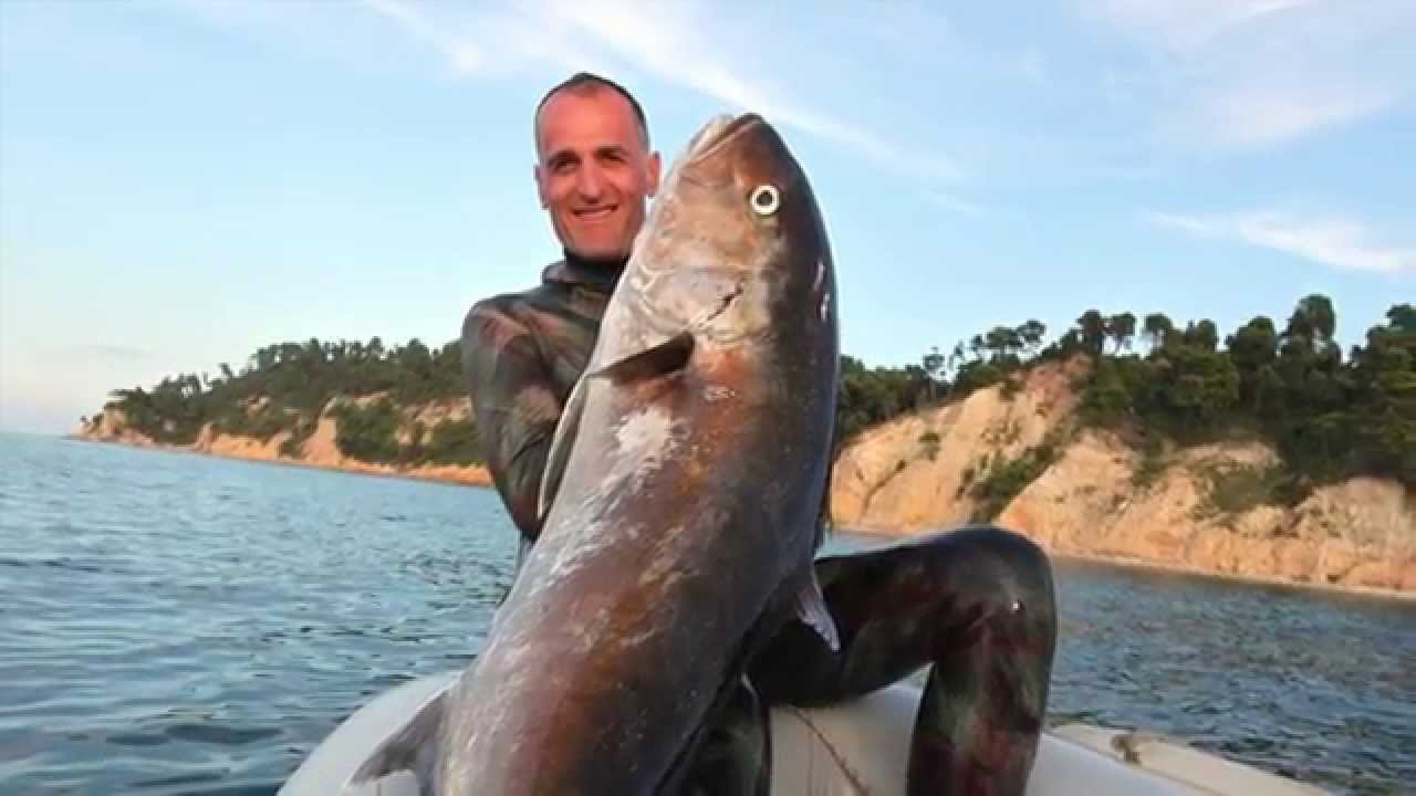Spearfishing massive amberjack - YouTube