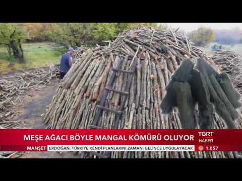Meşe ağacı nasıl mangal kömürü olur ?