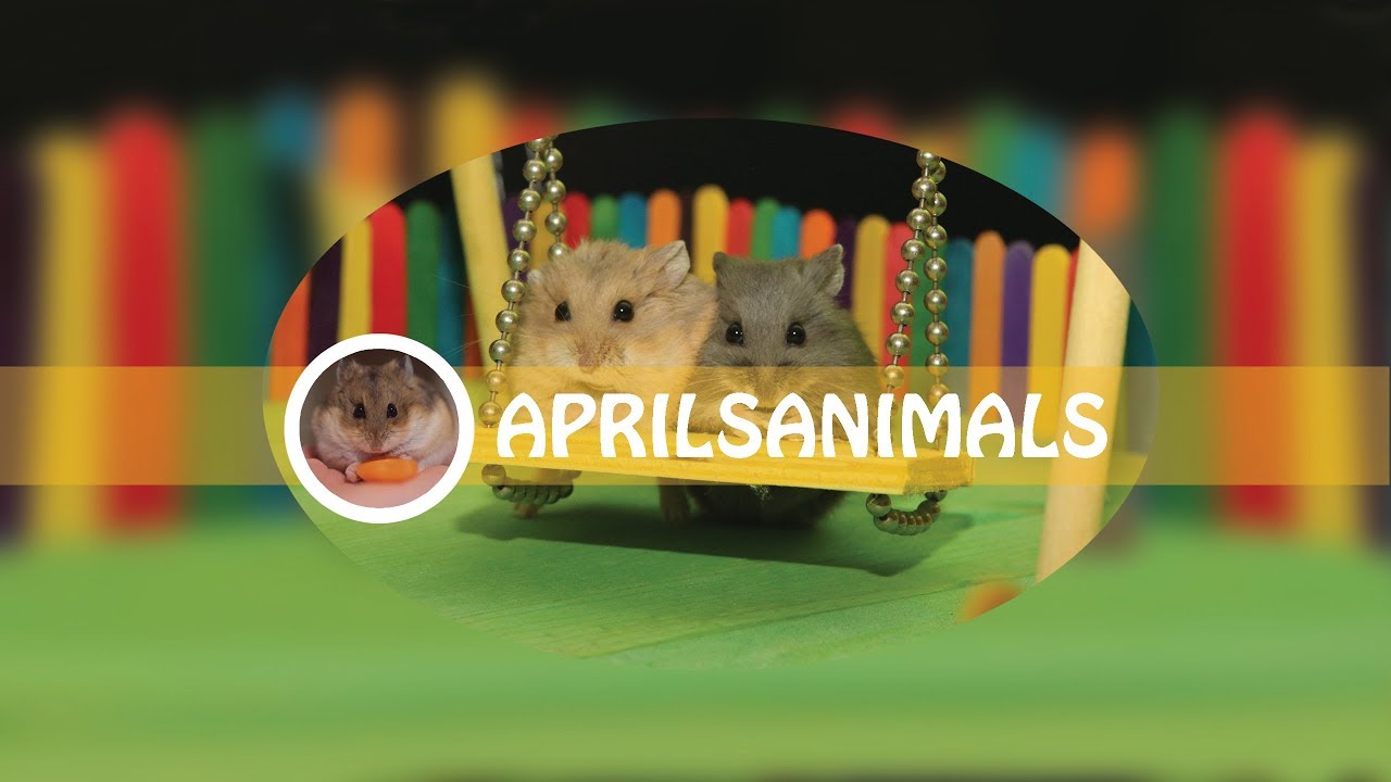 Welcome to AprilsAnimals Youtube Channel - YouTube