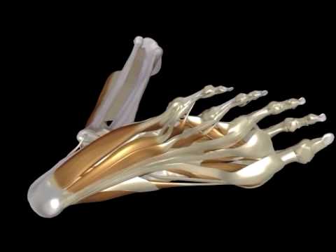 foot animation blackbg - YouTube