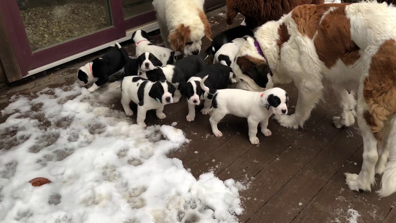 Saint Dane puppies at 5 weeks old. - YouTube