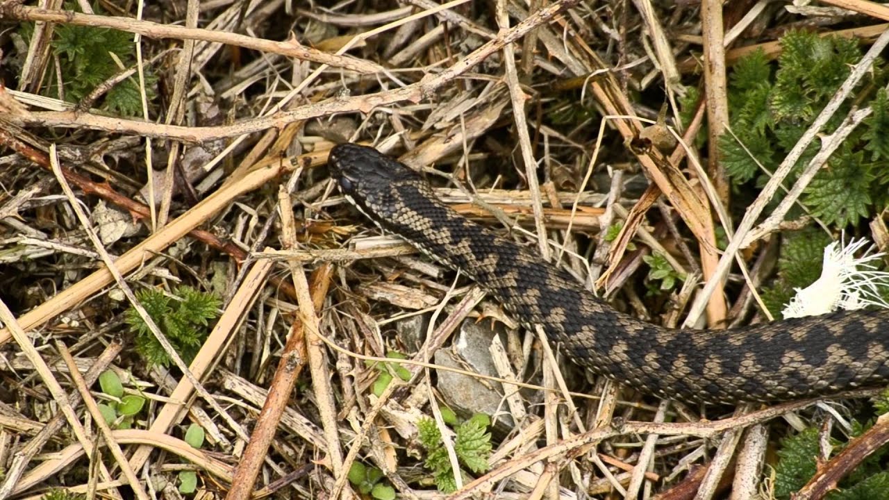 Adder hunting - YouTube