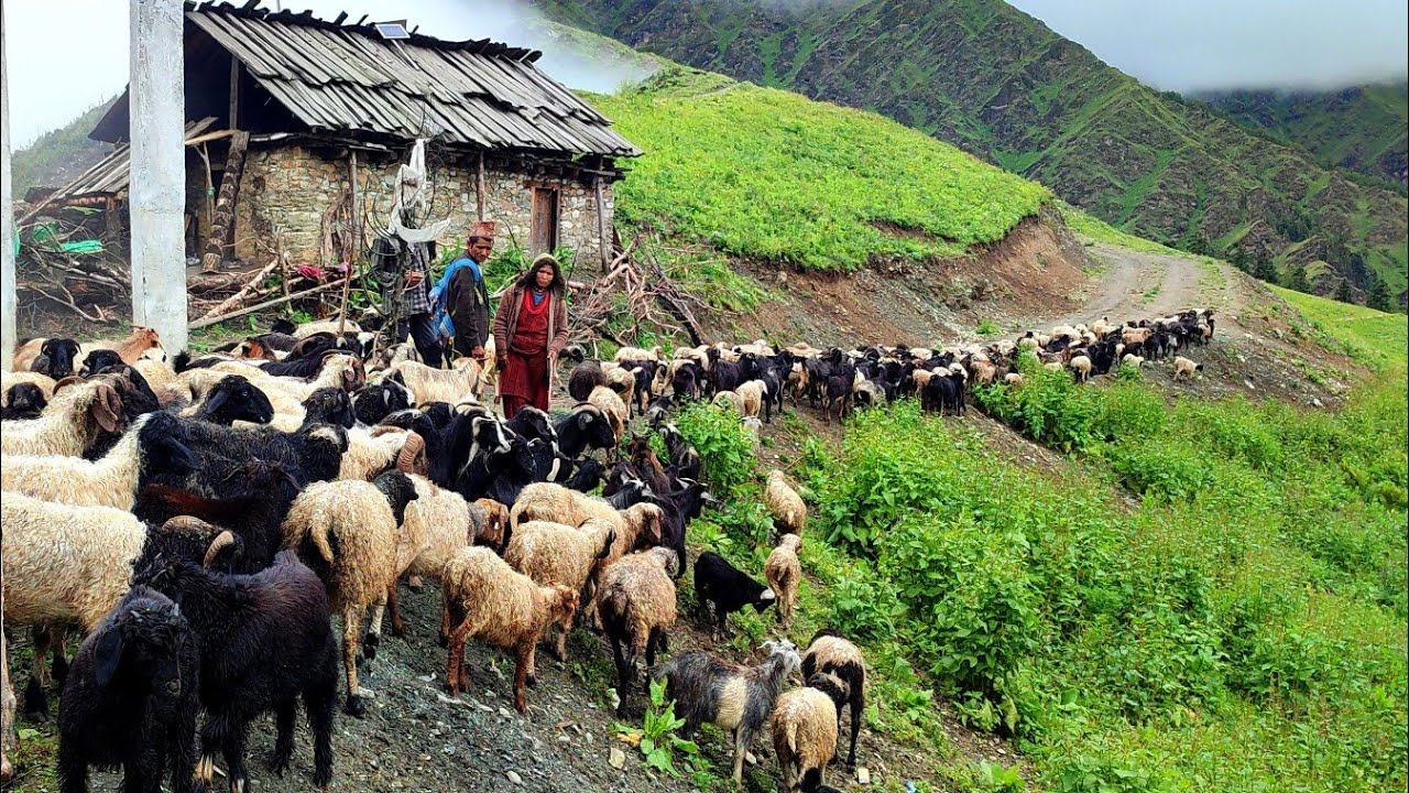Himalayan Nomadic Sheep Shepherd Life | Very Relaxation & Peaceful | Primitive Rural Village ...
