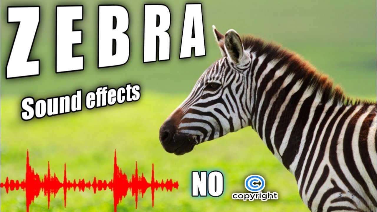 Zebra sounds, zebra grimacing, Zebra Sound Effects No Copyright - YouTube