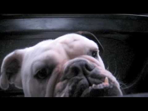 Benny the Bulldog crying - YouTube