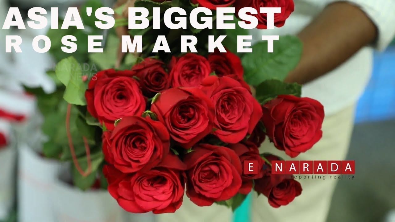 Biggest Rose Market in Asia | Dutch Auction | open 365 days - YouTube