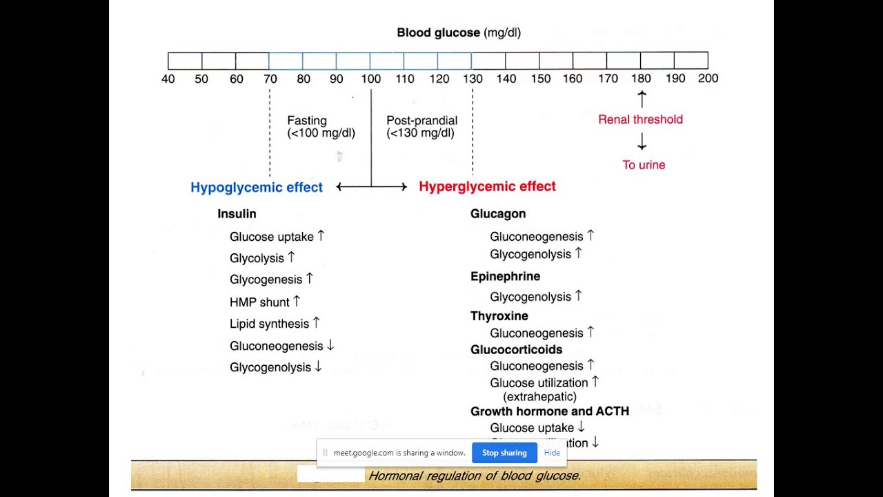 Blood glucose homeostasis part 2 - YouTube