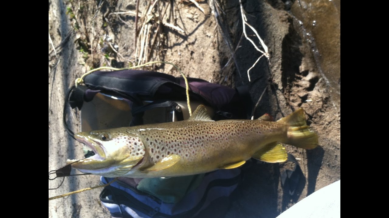 HUUUUGGGEE German Brown Trout! Mokelumne River! - YouTube