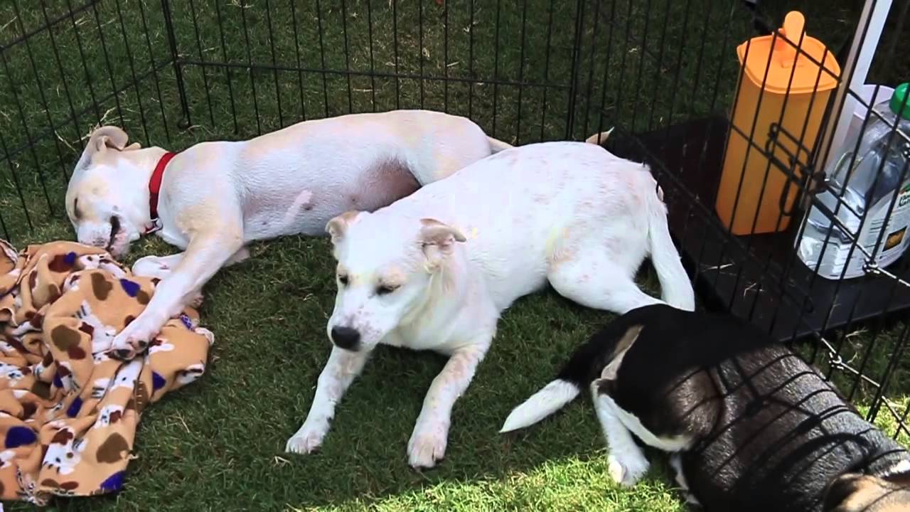 Dog Olympics 2015 - YouTube