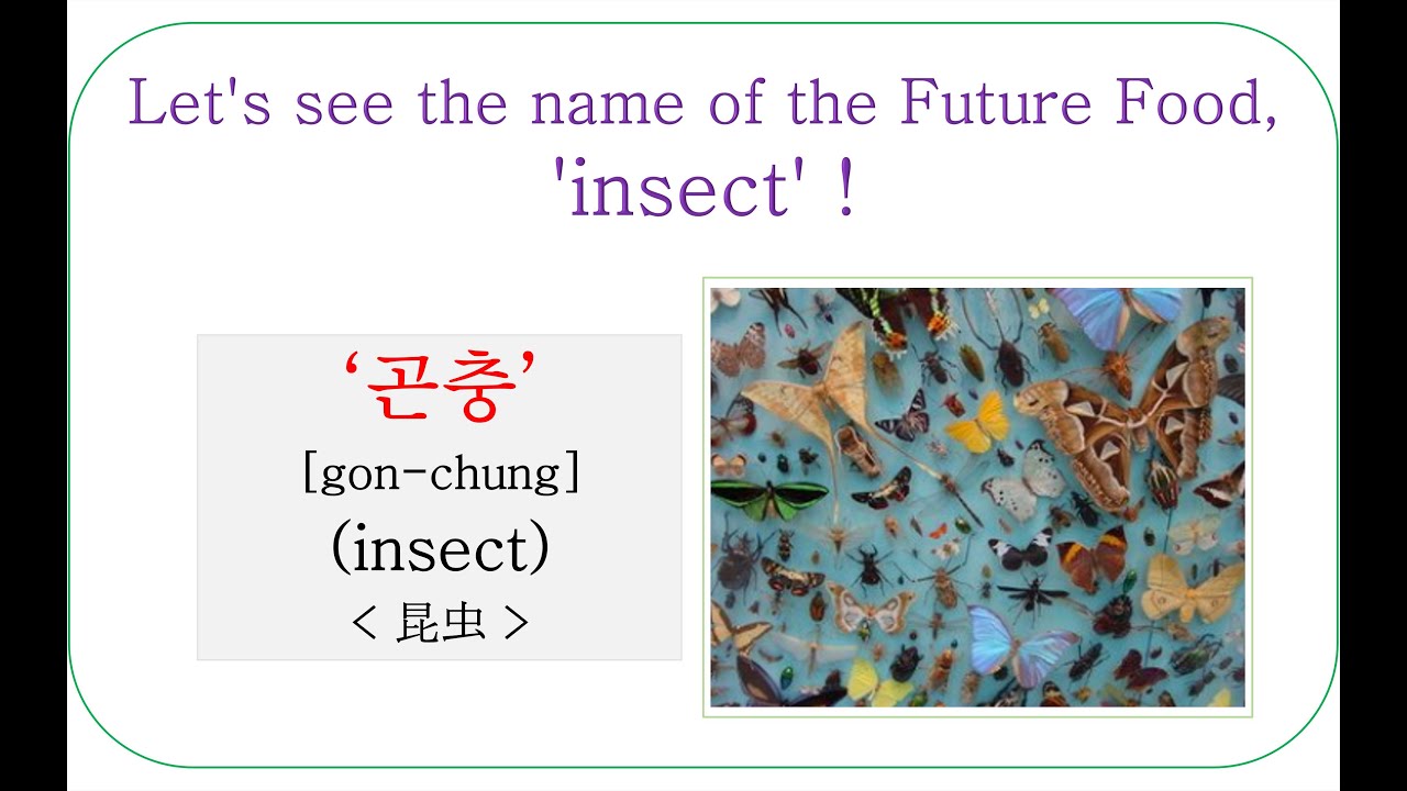 [Korean_Word_Animal_Insect] _ Let's study the 'Insect' name in Korean ...
