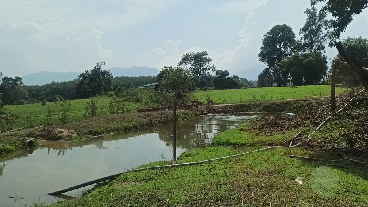 Ladang rusa lenggong - YouTube