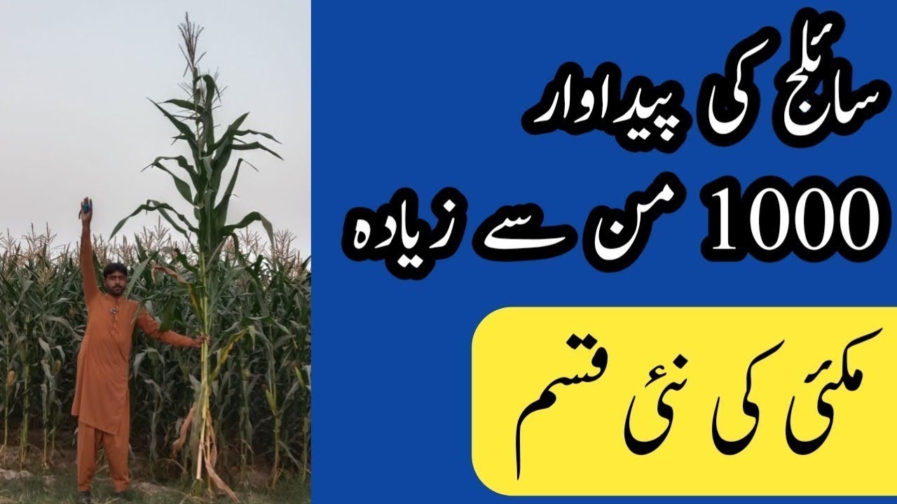 Silage ki padawar 1000 man sy ziyada | Best seed for maize silage ...