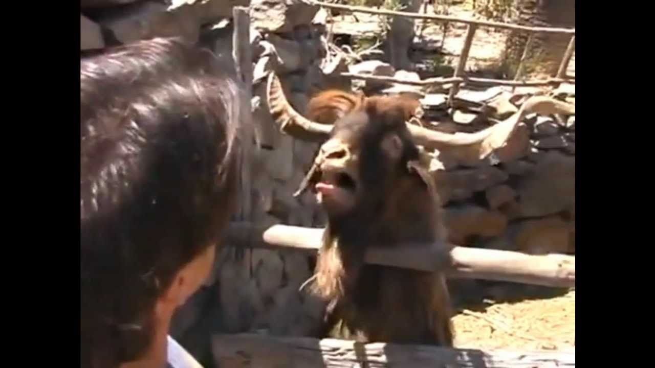 Goat Spits On Man - YouTube