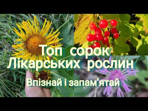 ТОП-40 лікарських рослин України 🌿 Впізнай і перевір свої знання