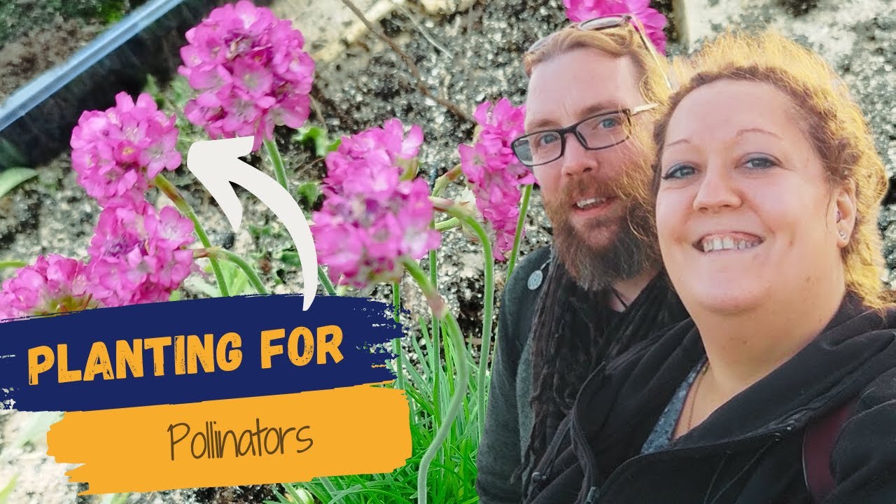 Saving The Pollinators! Planting flowers to save the bugs and heal ...