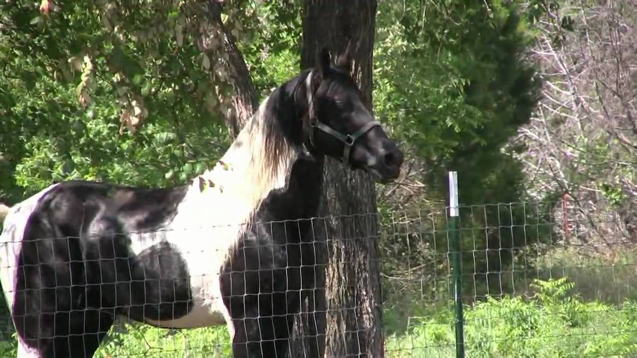 Stallion in Texas for sale and standing at stud. Sire of history making ...