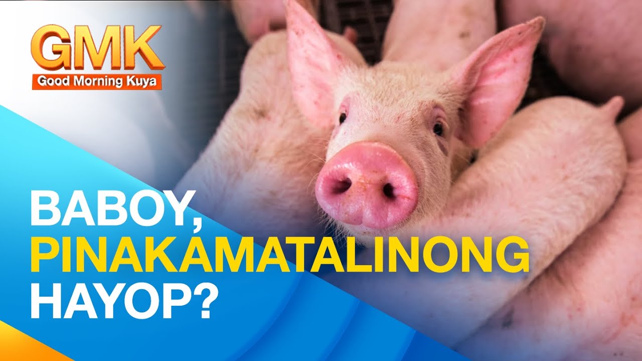Totoo nga ba na isa ang baboy sa mga itinuturing na pinakamatalinong ...