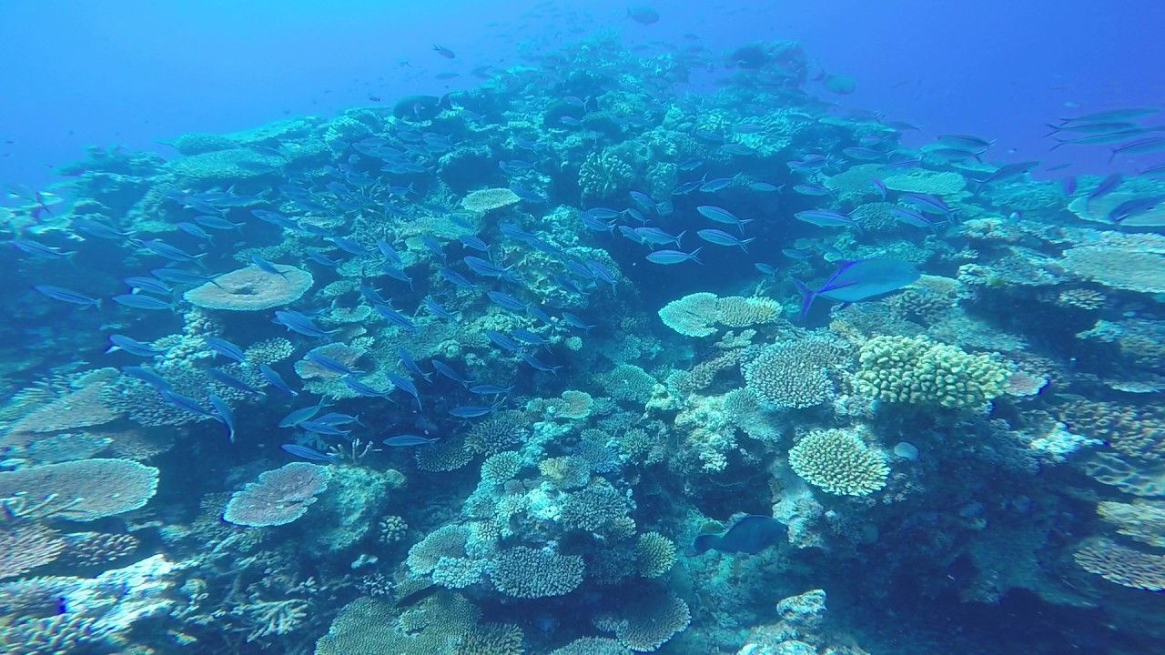 Snorkeling Great Barrier Reef - Reef Magic Platform - YouTube