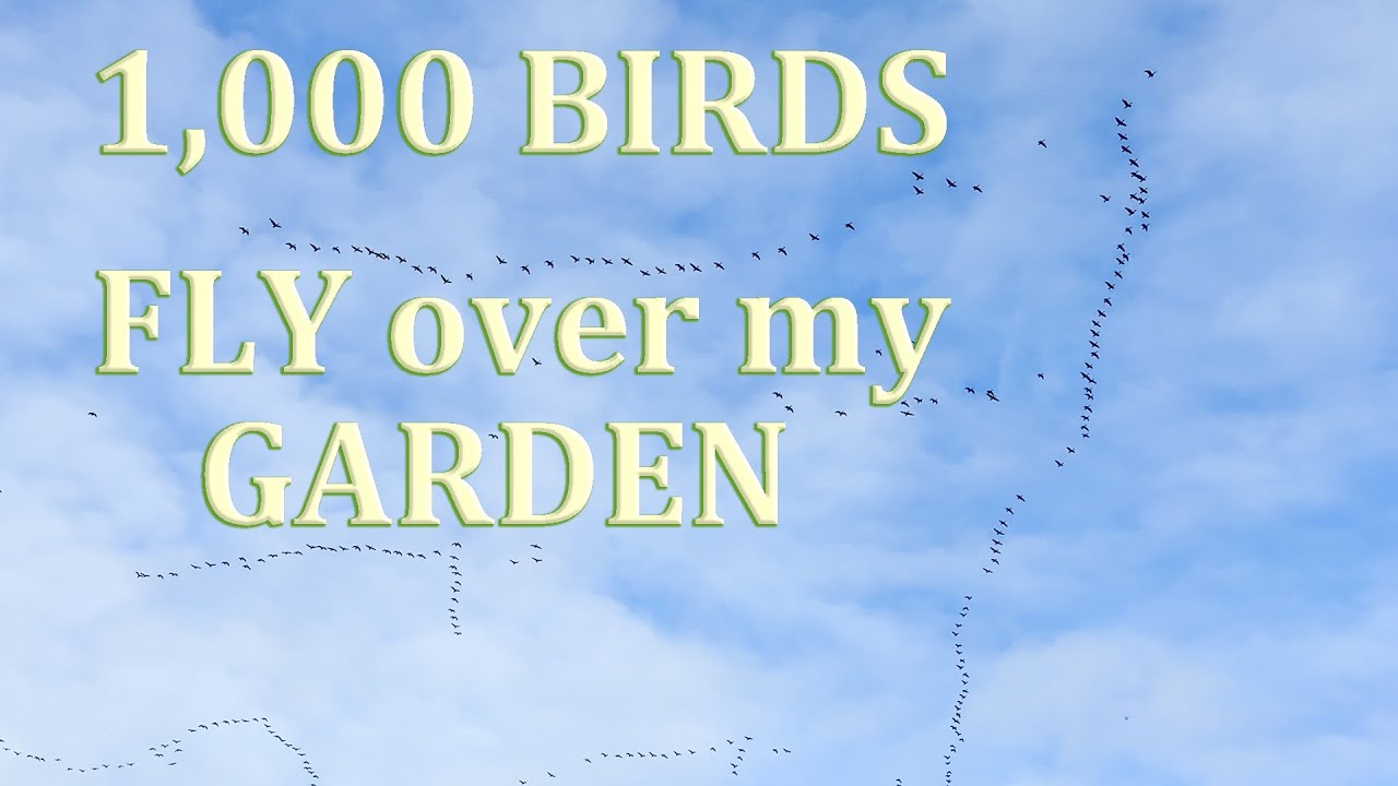 1,000 Geese fly over my garden - YouTube