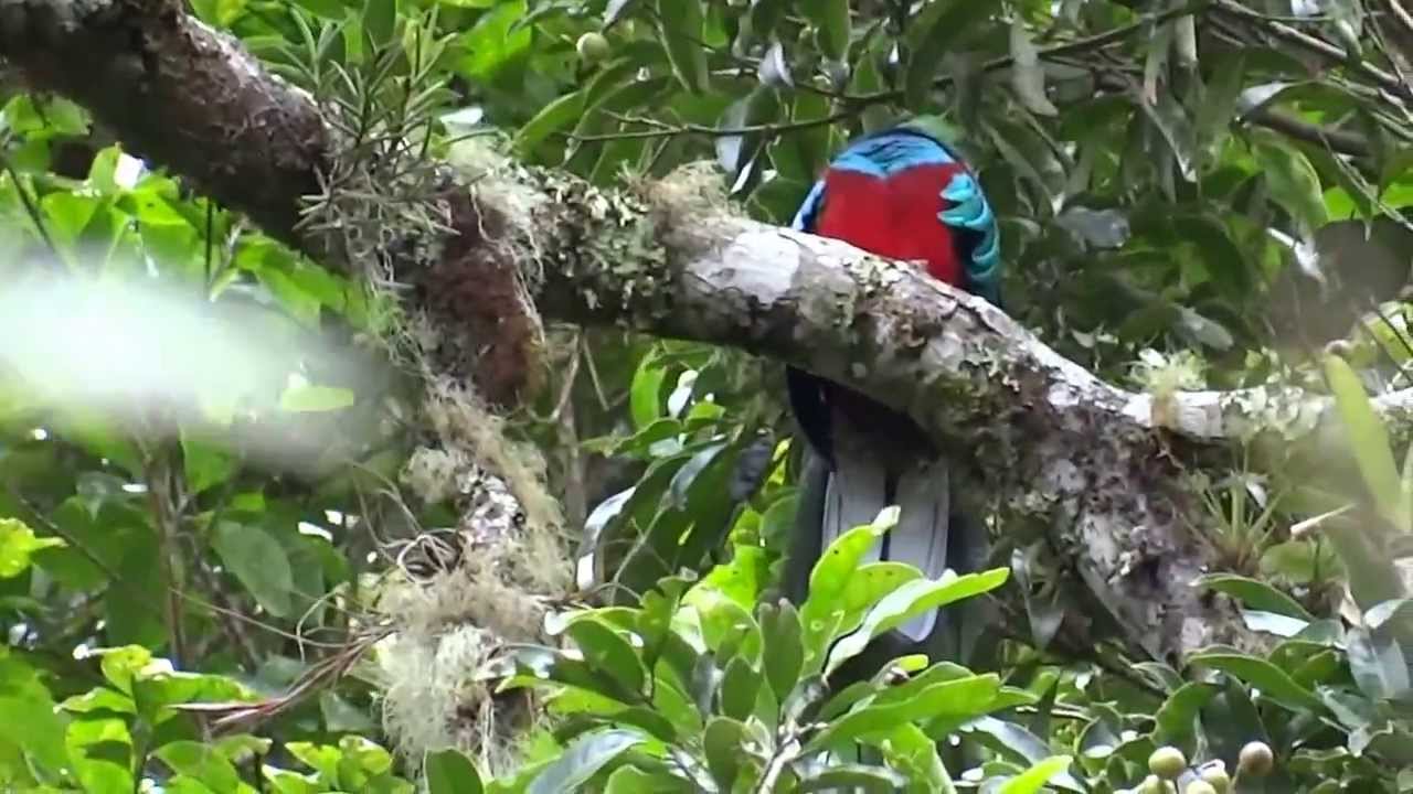 Pharomachrus mocinno (Resplendent Quetzal - Quetzal) male - macho video ...