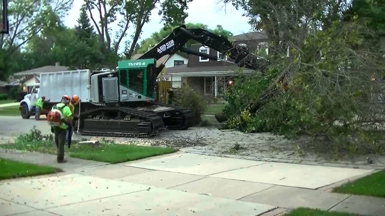 Ash Tree Cut Down - YouTube
