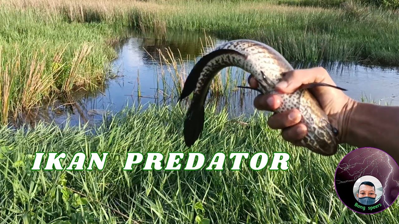 UMPAN BAGUS MANCING IKAN PREDATOR - YouTube