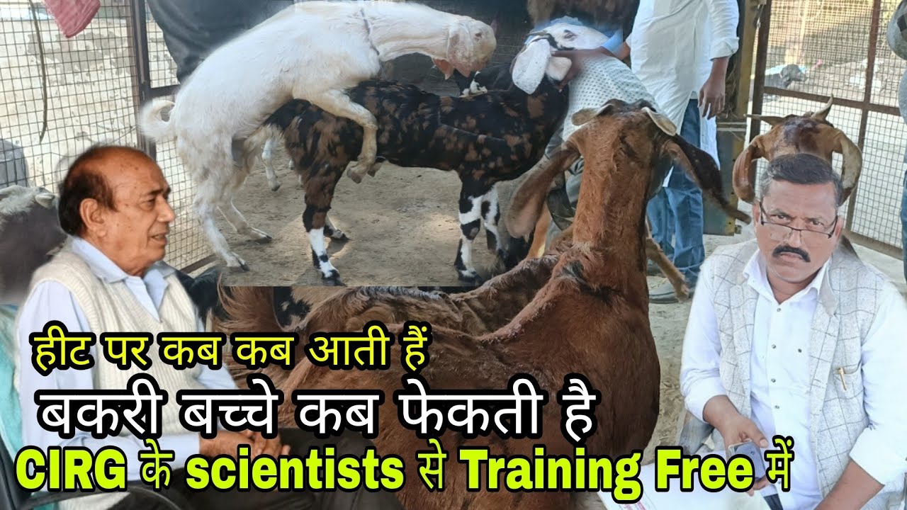 Part 1 Goat Farming Training with CIRG Scientist Mathura UP - YouTube